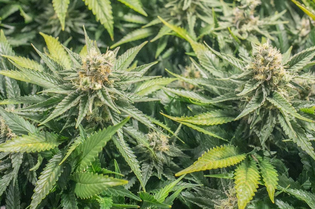 Finding Your Optimal Settings for an Indoor Weed Growing Setup - Cheap ...