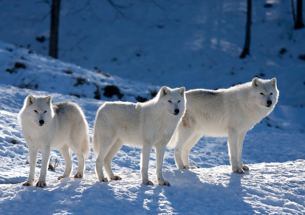 Pack Of White Wolves